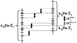 A kinetic theory of tertiary contact formation coupled to the helix ...