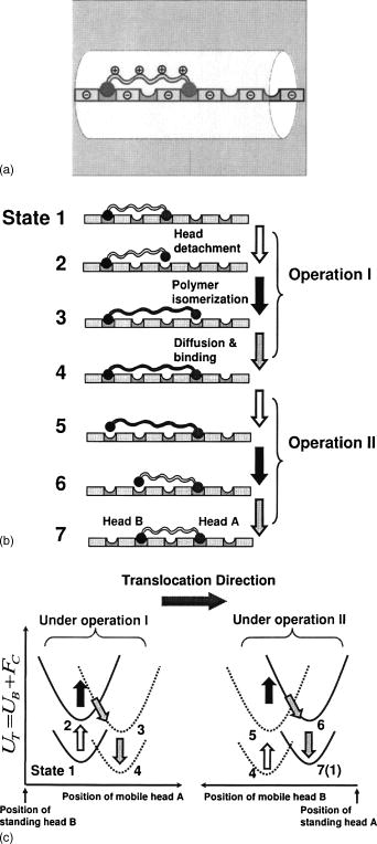 General mechanism for inchworm nanoscale track walkers: Analytical ...