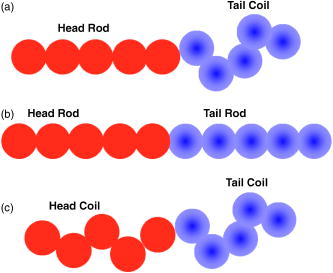 Understanding self-assembly of rod-coil copolymer in nanoslits | The ...