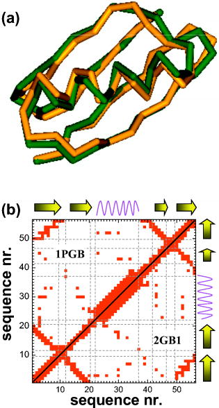 Simulations of the protein folding process using topology-based models ...