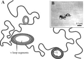 Folding transition of a single semiflexible polyelectrolyte chain ...