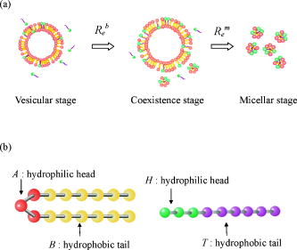 The interactions between surfactants and vesicles: Dissipative particle ...