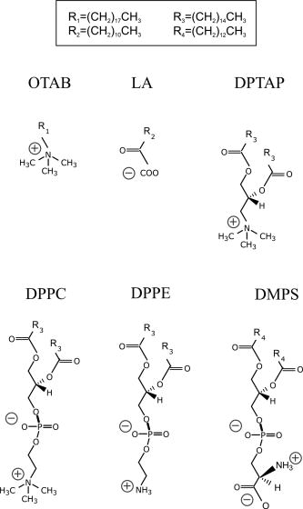 Observation of buried water molecules in phospholipid membranes by ...