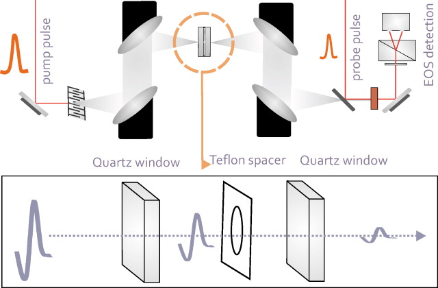 Communications: Polarity fluctuations of the protic ionic liquid ...