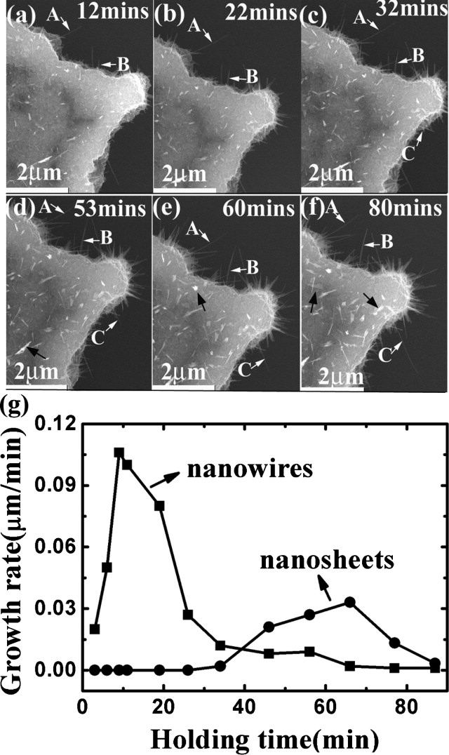 In situ observation of ZnO nanowire growth on zinc film in ...