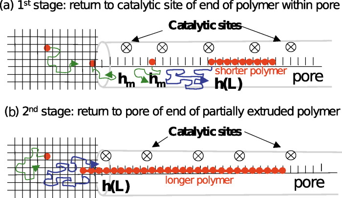 Polymer length distributions for catalytic polymerization within ...