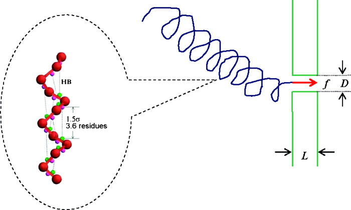 Translocation of α-helix chains through a nanopore | The Journal of ...