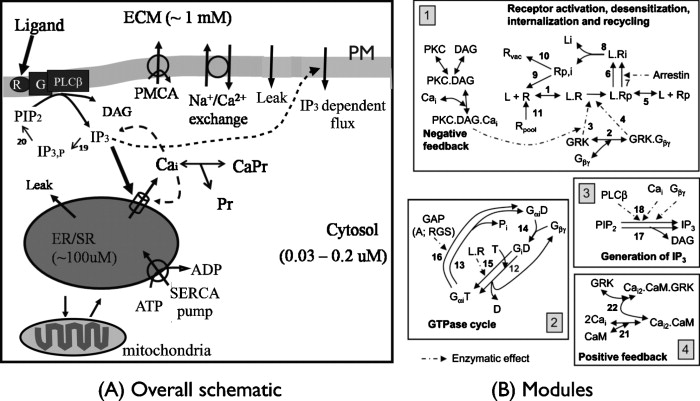 Stochastic Hybrid Modeling Of Intracellular Calcium Dynamics The