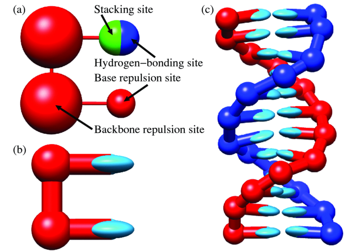 Structural, mechanical, and thermodynamic properties of a coarse ...