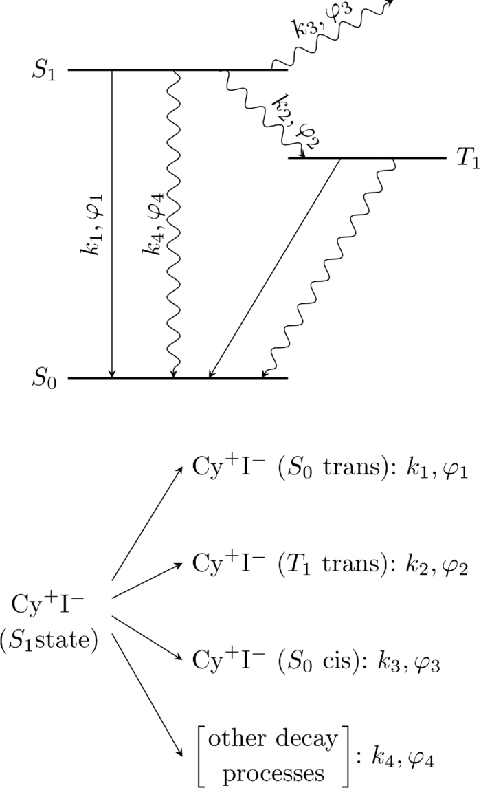 Decay kinetics of the excited S1 state of the cyanine dye Cy+I− ...