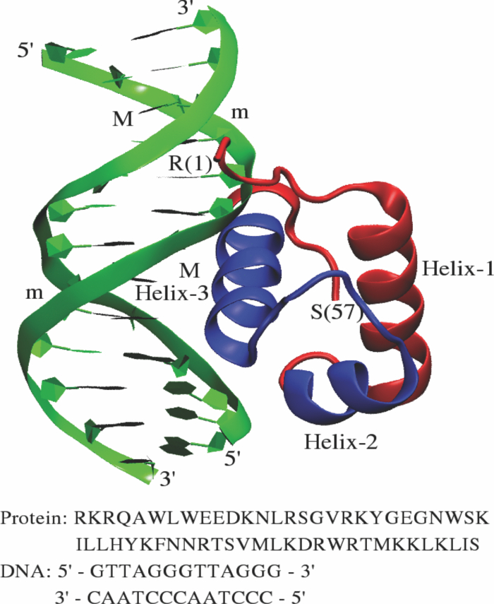 Conformational fluctuations of a protein–DNA complex and the structure ...