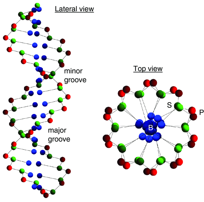 Thermal and mechanical denaturation properties of a DNA model with ...