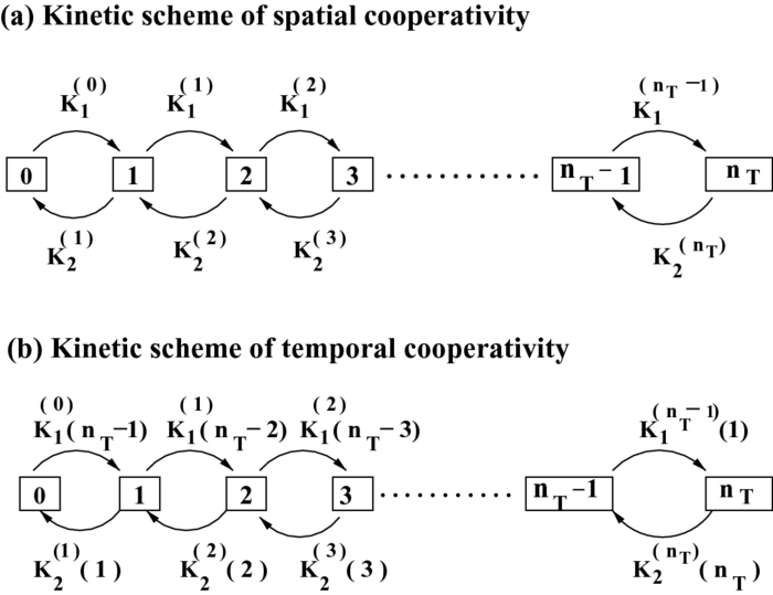 Entropic Estimate Of Cooperative Binding Of Substrate On A Single