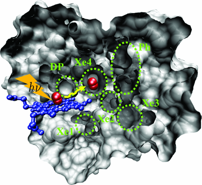 Ligand migration in myoglobin: A combined study of computer simulation ...
