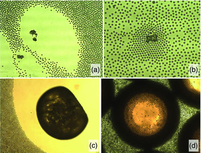 Colloidal crystallization in the quasi-two-dimensional induced by ...