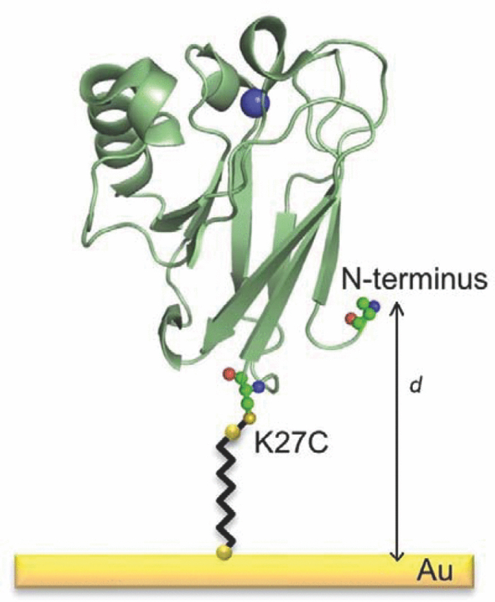 Probing redox proteins on a gold surface by single molecule ...