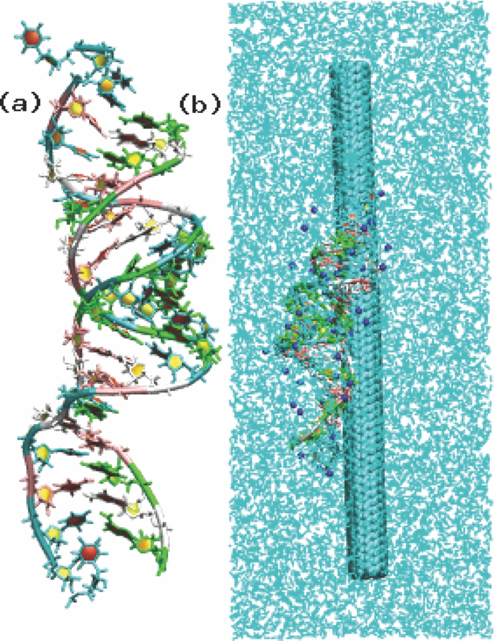 Unzipping and binding of small interfering RNA with single walled carbon nanotube: A platform ...