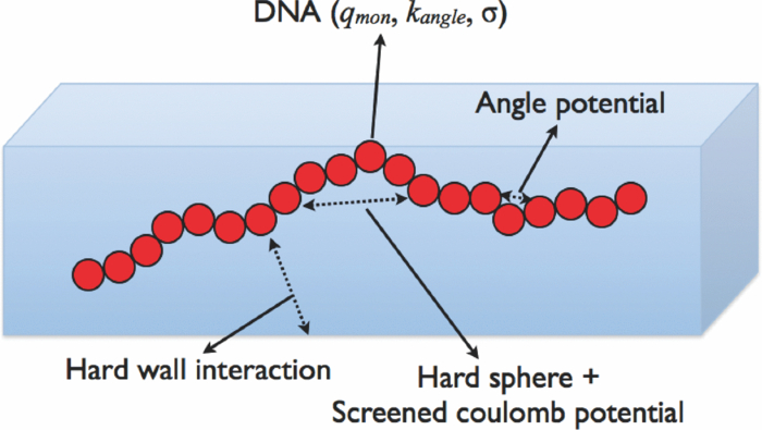 DNA conformation in nanochannels: Monte Carlo simulation studies using ...