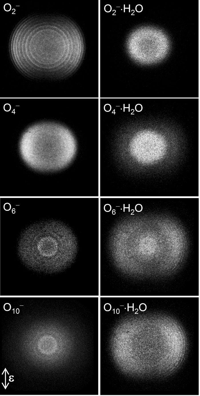 Oxygen cluster anions revisited: Solvent-mediated dissociation of the ...