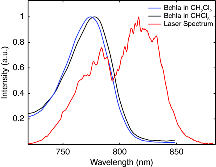 Two-dimensional electronic spectroscopy of bacteriochlorophyll a in ...