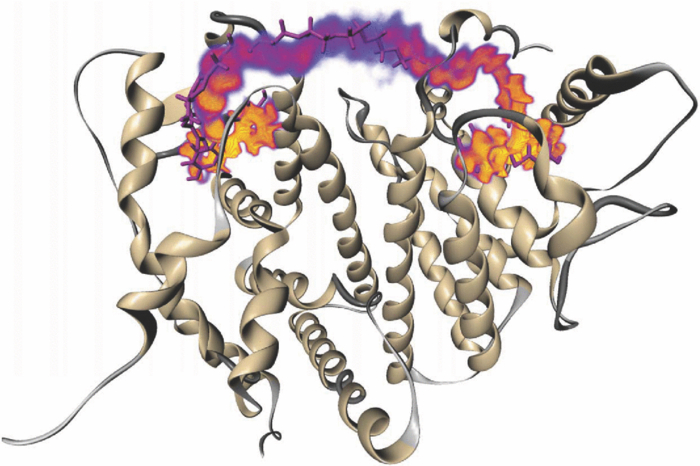 Quantifying The Rebinding Effect In Multivalent Chemical Ligand