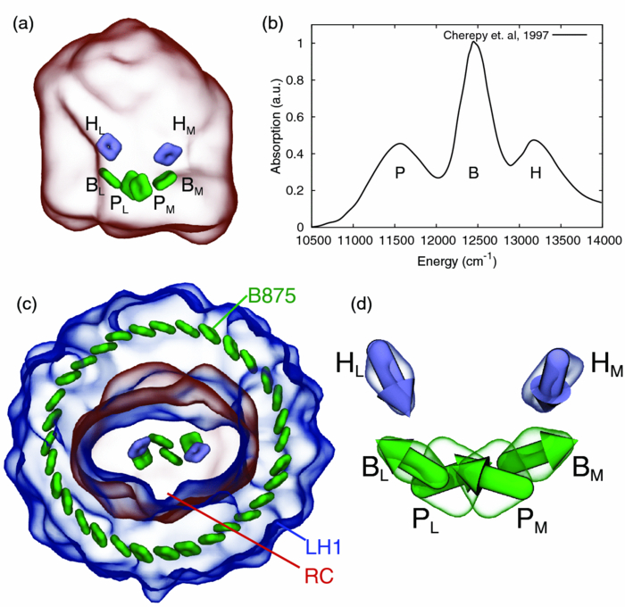 Excited state dynamics in photosynthetic reaction center and light ...