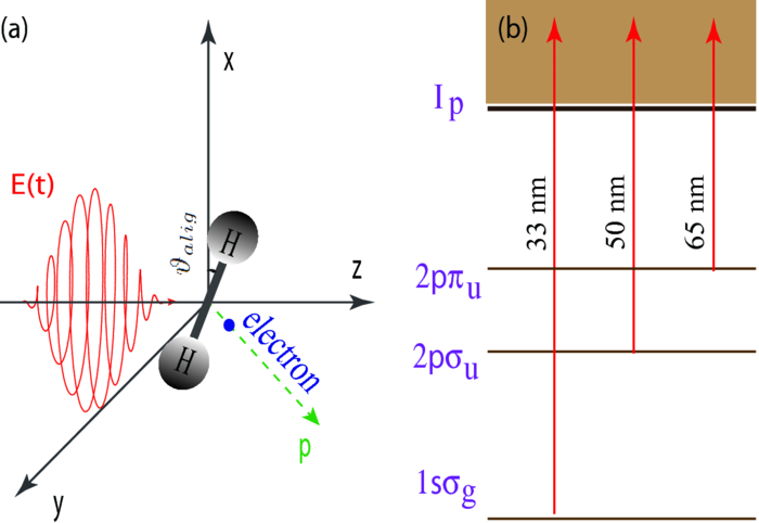 Rotations of molecular photoelectron angular distributions with intense ...