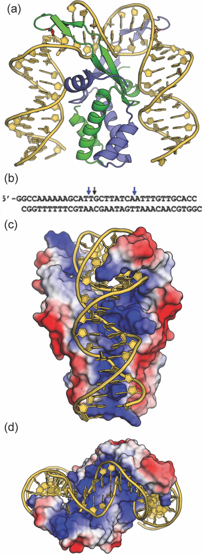 Global analysis of ion dependence unveils hidden steps in DNA binding ...