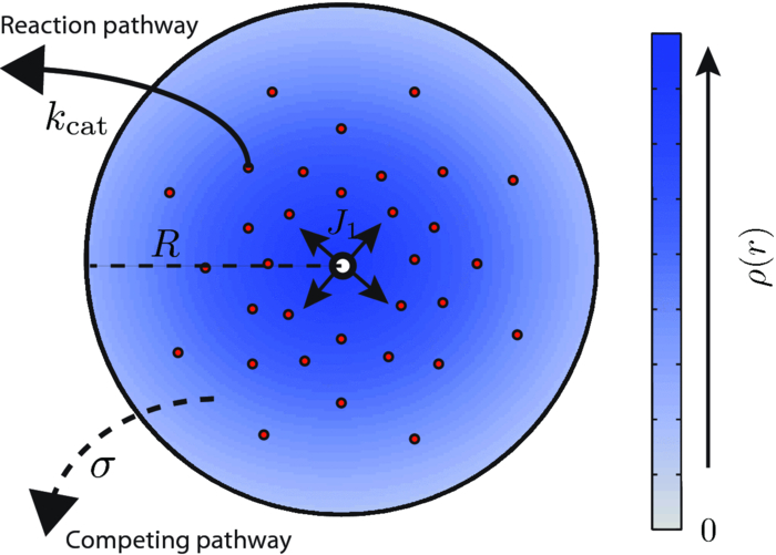 Optimization of collective enzyme activity via spatial localization ...