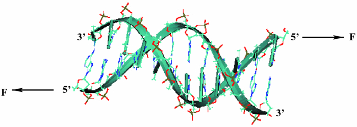 Statistical mechanics of DNA rupture: Theory and simulations | The ...