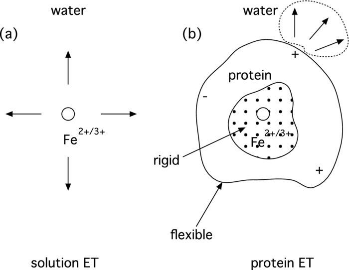 Protein electron transfer: Dynamics and statistics | The Journal of ...