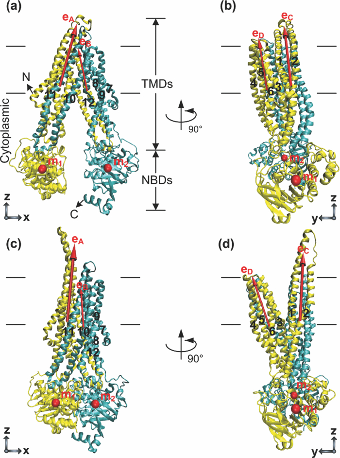 Molecular insight into conformational transmission of human P ...