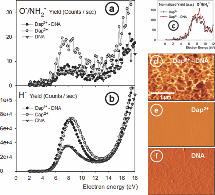 Dissociative electron attachment to DNA-diamine thin films: Impact of ...