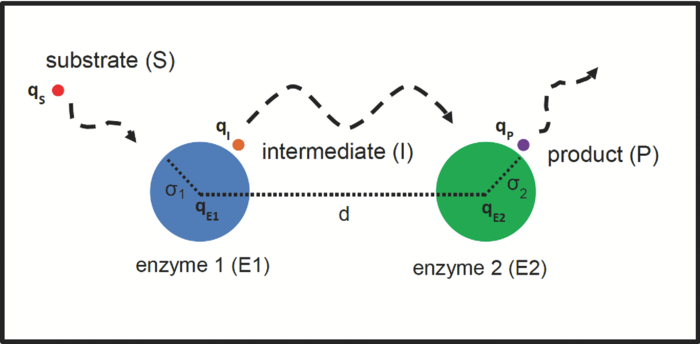 A model study of sequential enzyme reactions and electrostatic ...