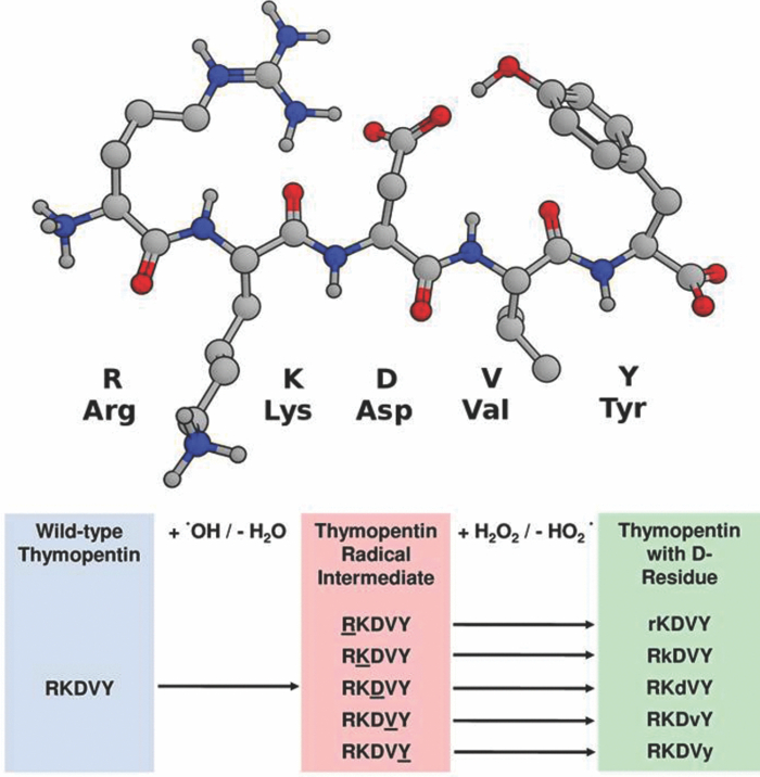 Molecular ageing: Free radical initiated epimerization of thymopentin ...