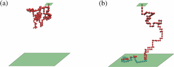 Coil-bridge transition in a single polymer chain as an unconventional ...
