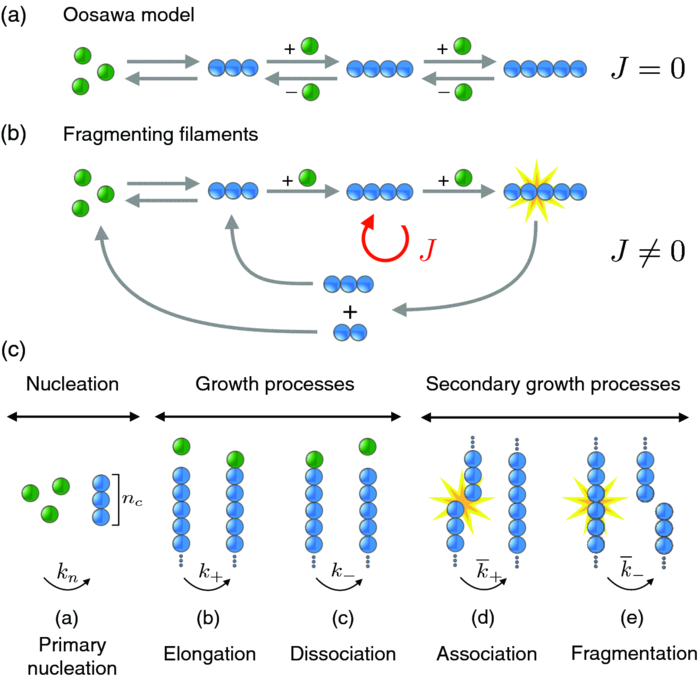 Role of filament annealing in the kinetics and thermodynamics of ...