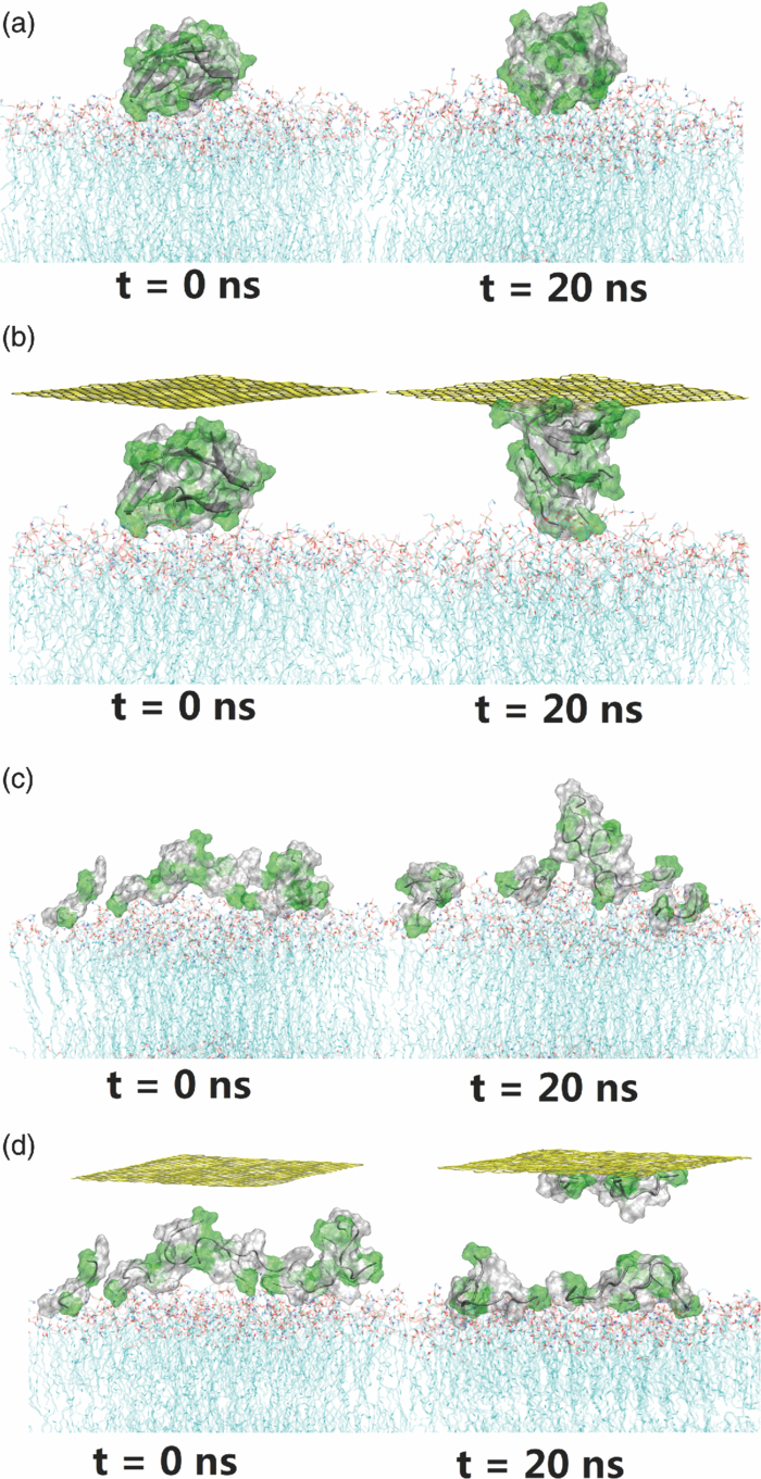 Dewetting transition assisted clearance of (NFGAILS) amyloid fibrils ...