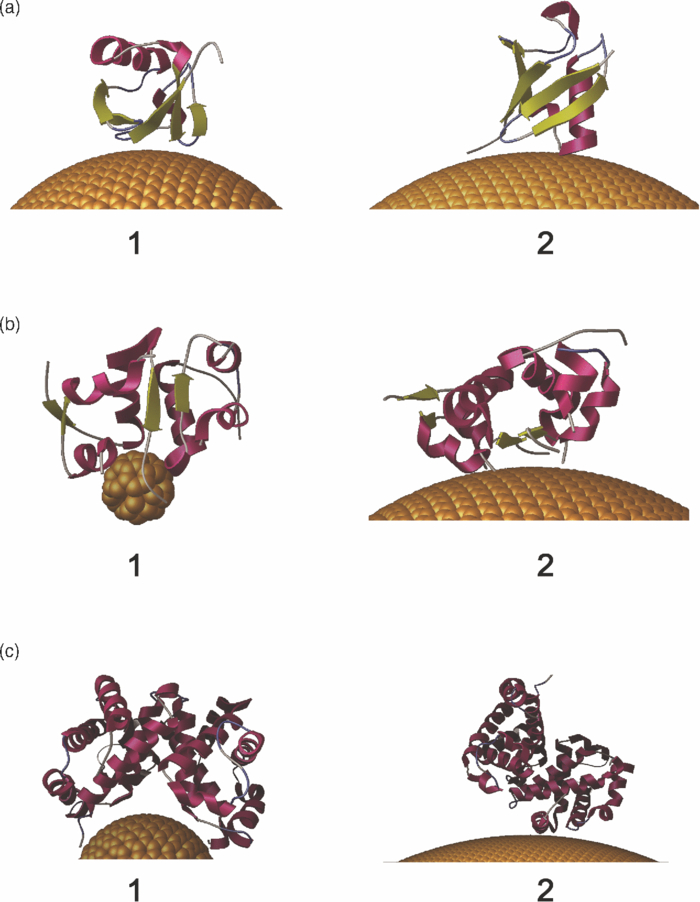 Orientational switching of protein conformation as a function of ...