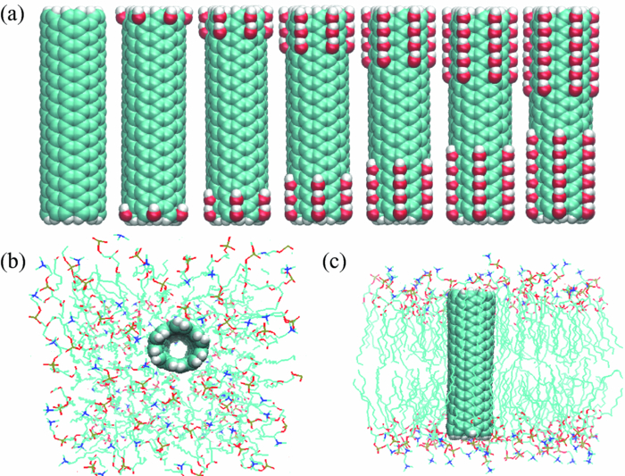 Controlling water flow inside carbon nanotube with lipid membranes ...