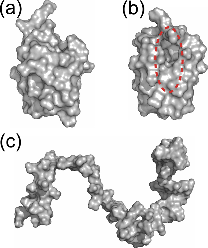 Essential roles of protein-solvent many-body correlation in solvent ...