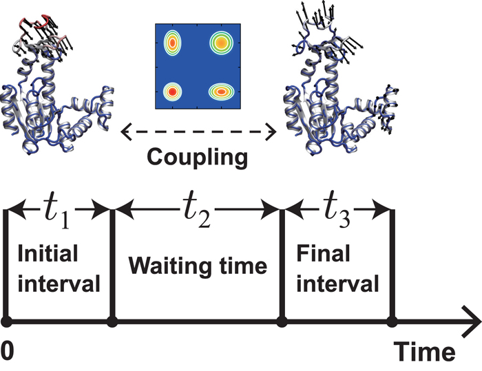 Couplings between hierarchical conformational dynamics from multi-time ...