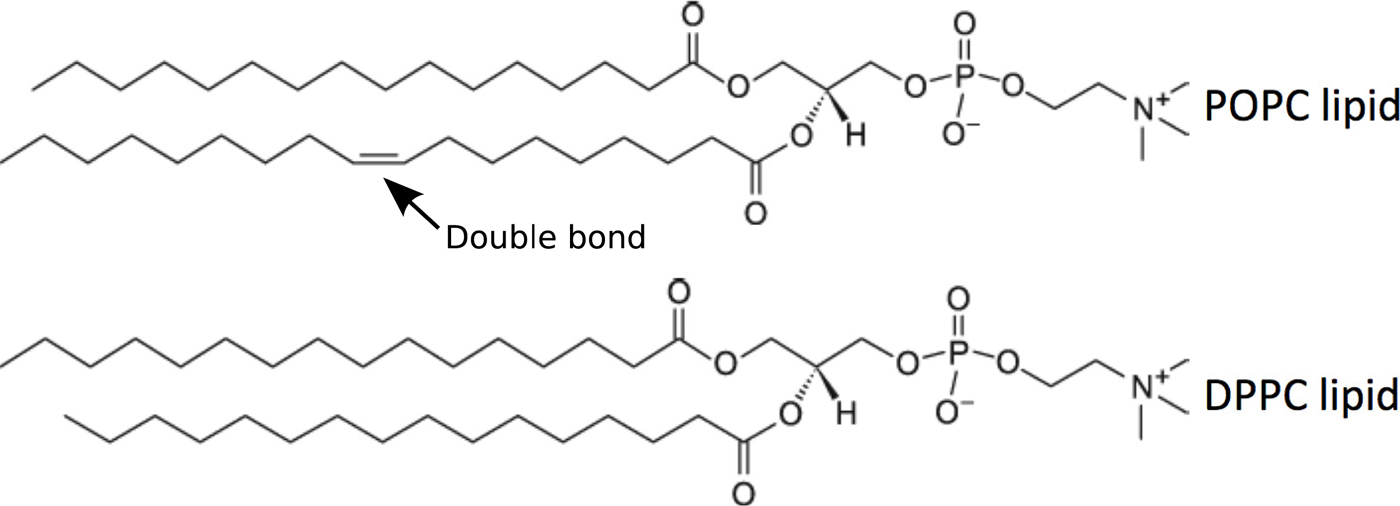 Electric polarizability of lipid bilayers: The influence of the ...