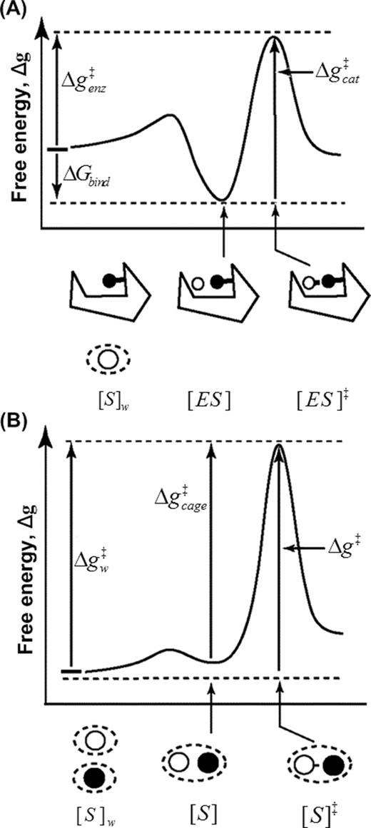 Perspective: Defining and quantifying the role of dynamics in enzyme ...