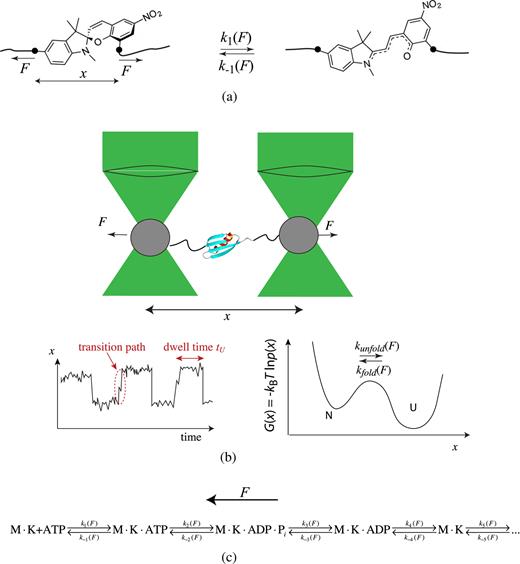 Perspective: Mechanochemistry of biological and synthetic molecules ...