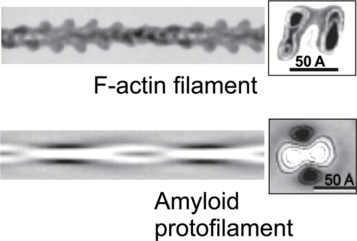 Kinetics of fragmentation and dissociation of two-strand protein ...