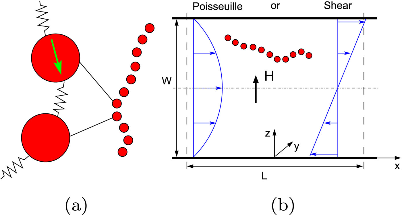 The behavior of a magnetic filament in flow under the influence of an ...
