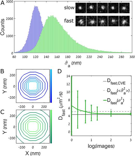 Lipid diffusion in the distal and proximal leaflets of supported lipid ...