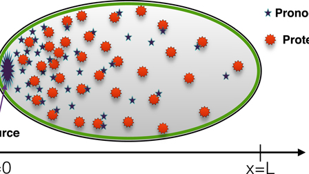 Protein gradients in single cells induced by their coupling to ...