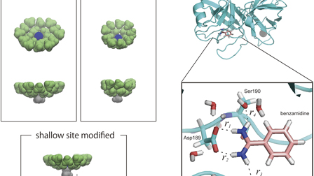 Water access and ligand dissociation at the binding site of proteins ...